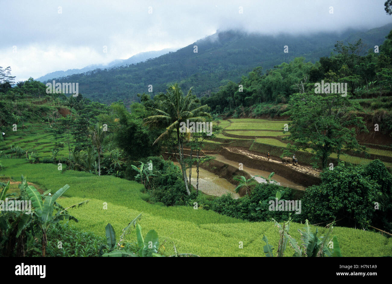 Indonesia, Java, rice farming, forest and paddy fields, small rice ...