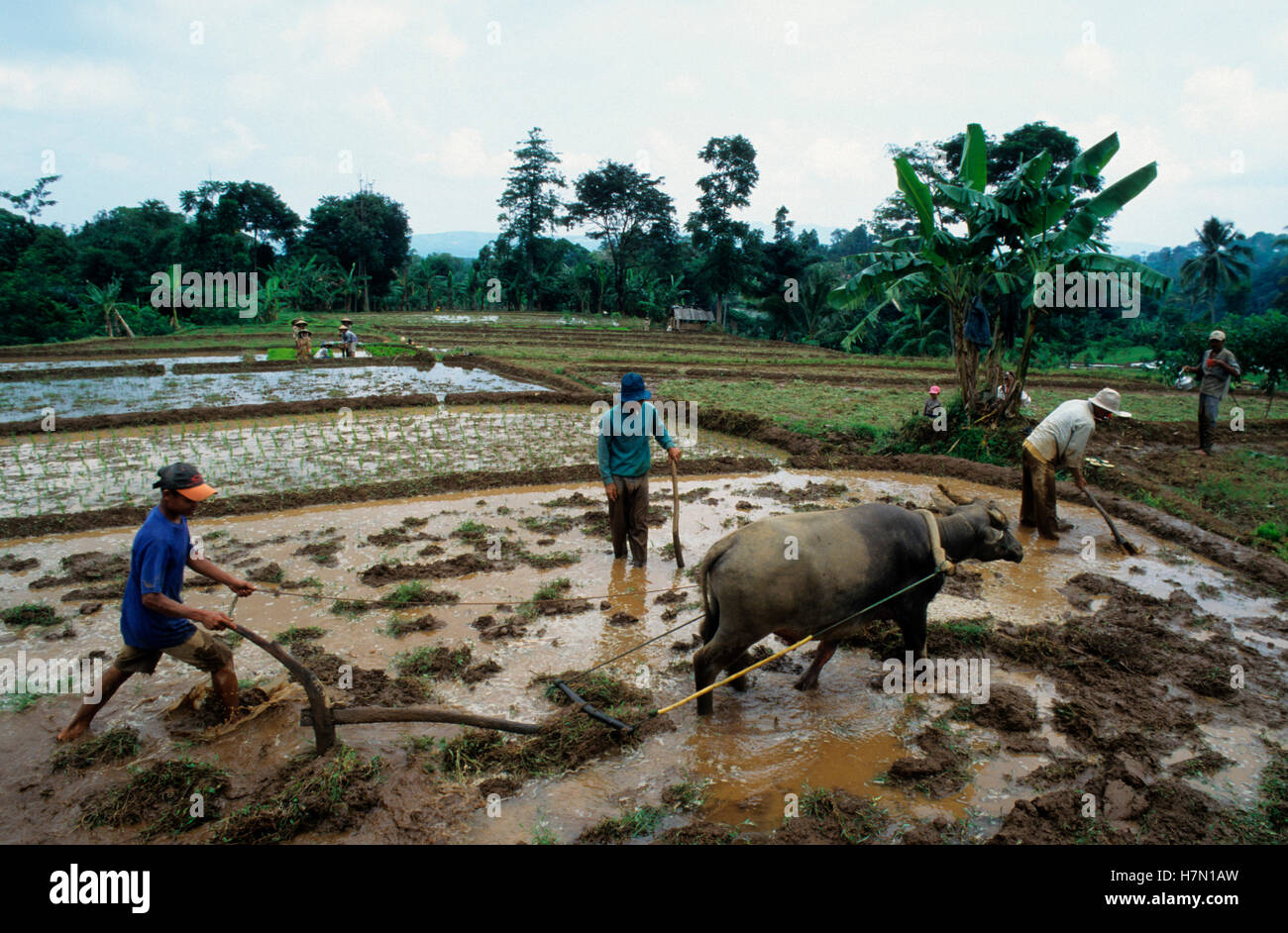 Indonesia Java farmer plough paddy field with water buffalo Stock Photo ...