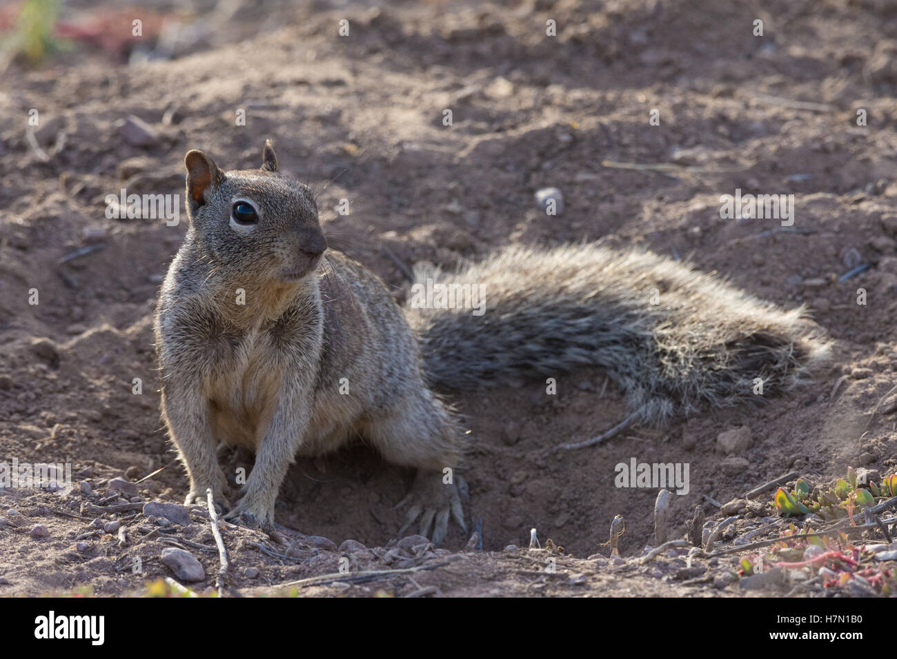 Rock Squirrel, (Otospermophilus variegatus), Bosque del Apache National ...
