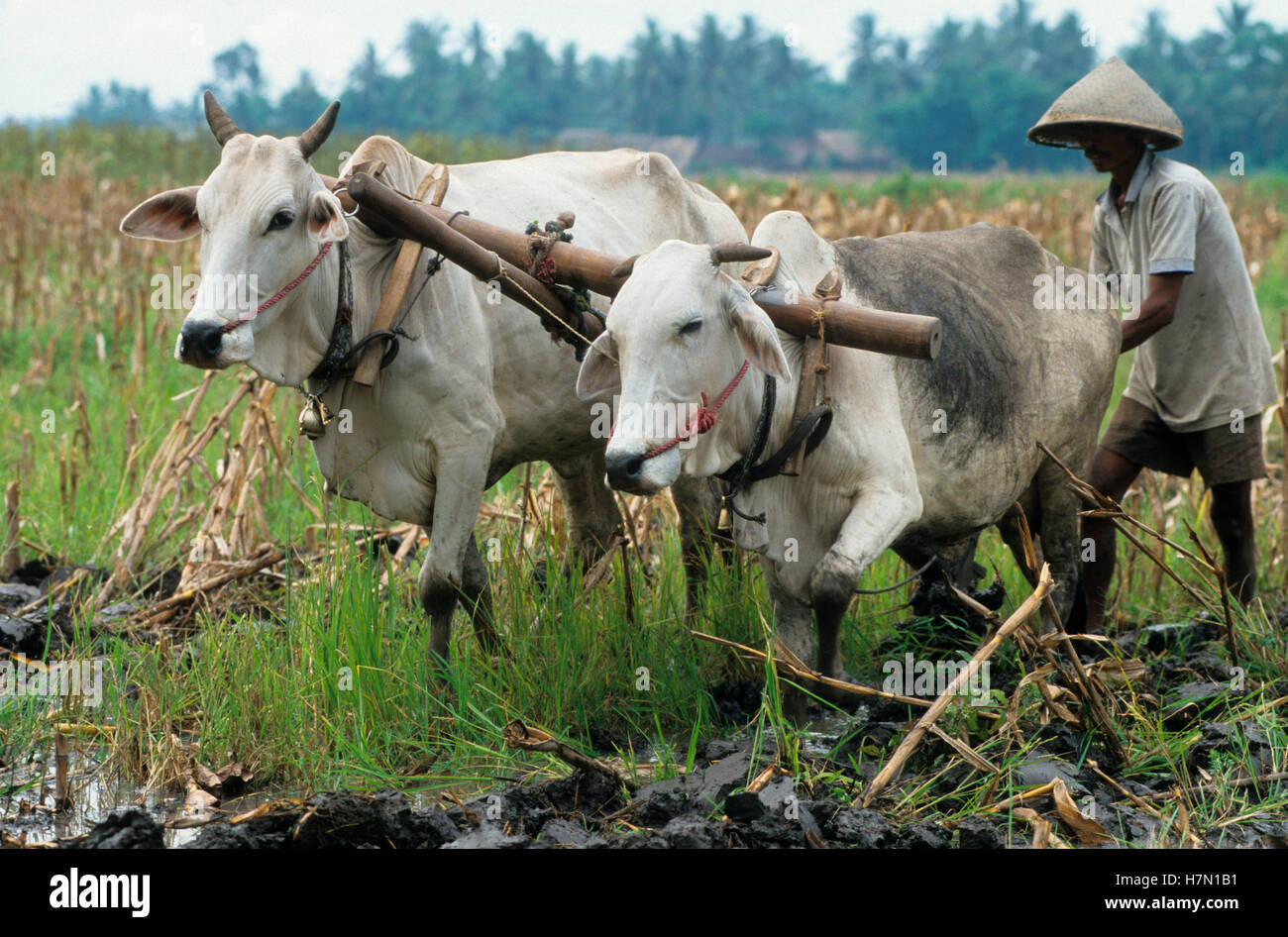 Indonesia, Java, rice farming, farmer plow paddy field with cows Stock ...