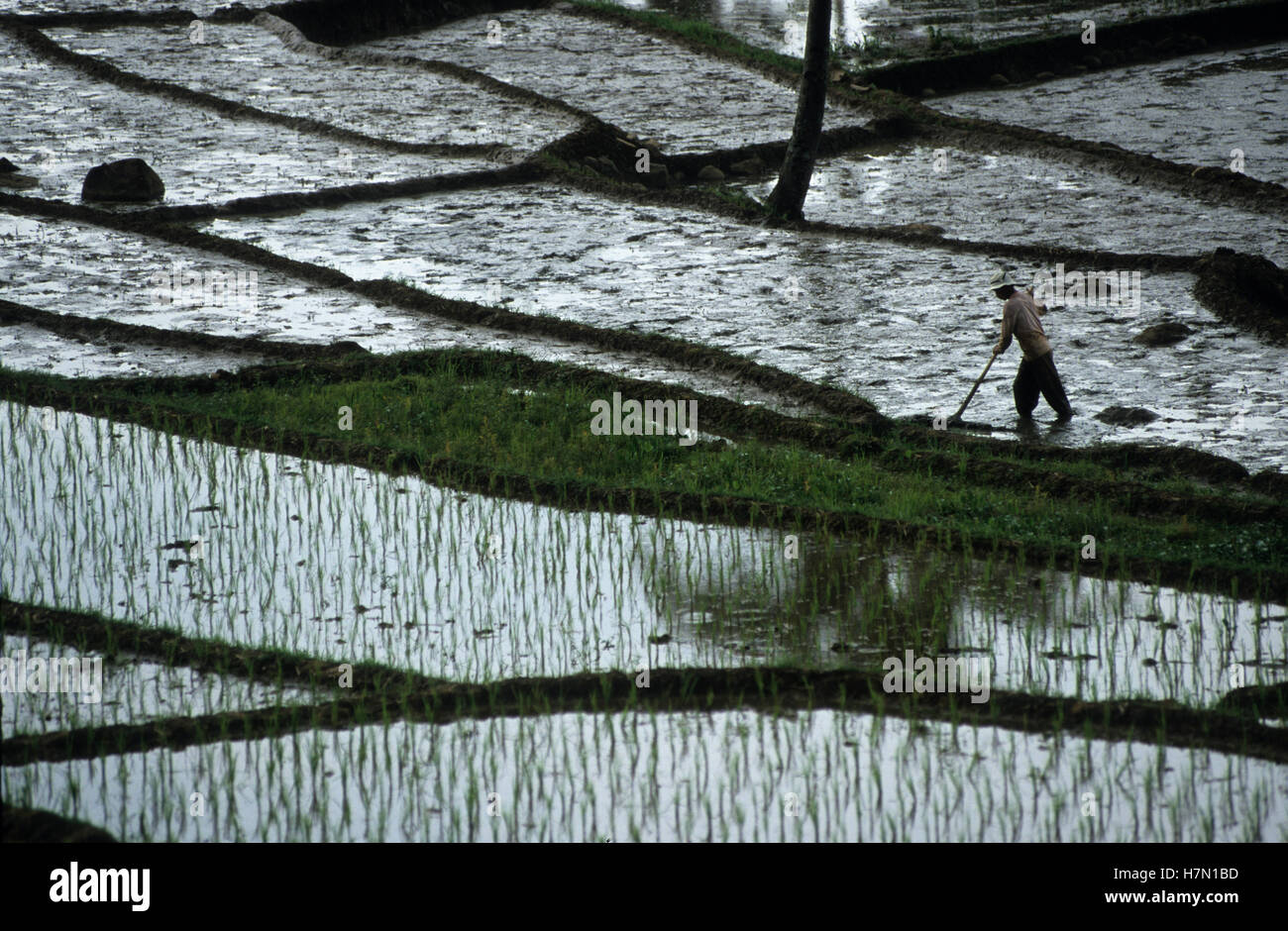 Indonesia, Java, rice farming, irrigated paddy fields Stock Photo - Alamy