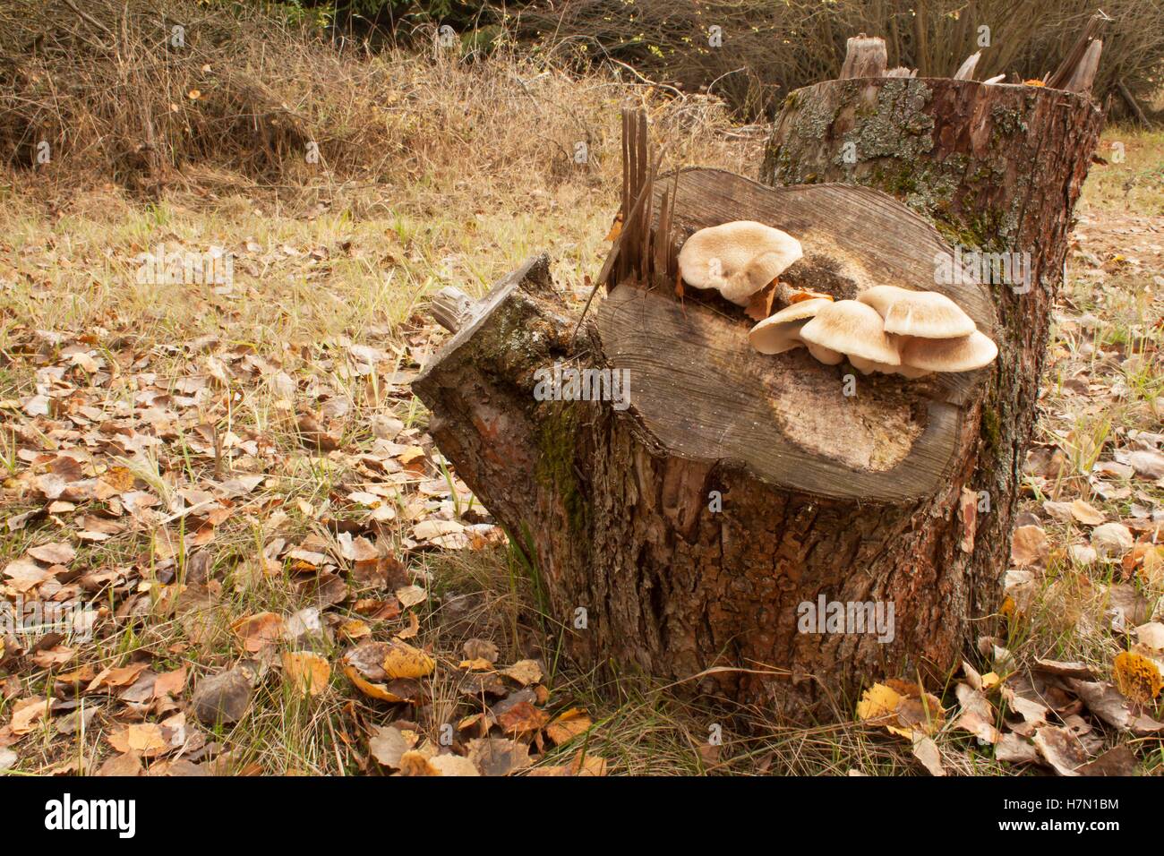 Autumn mushrooms around an old stump. Autumn in the garden. Old apple ...