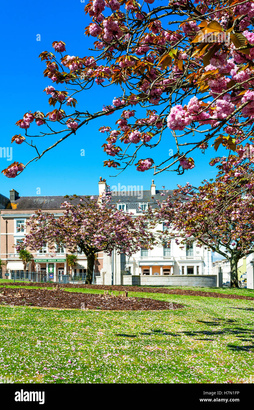 English cherry blossoms hi-res stock photography and images - Alamy