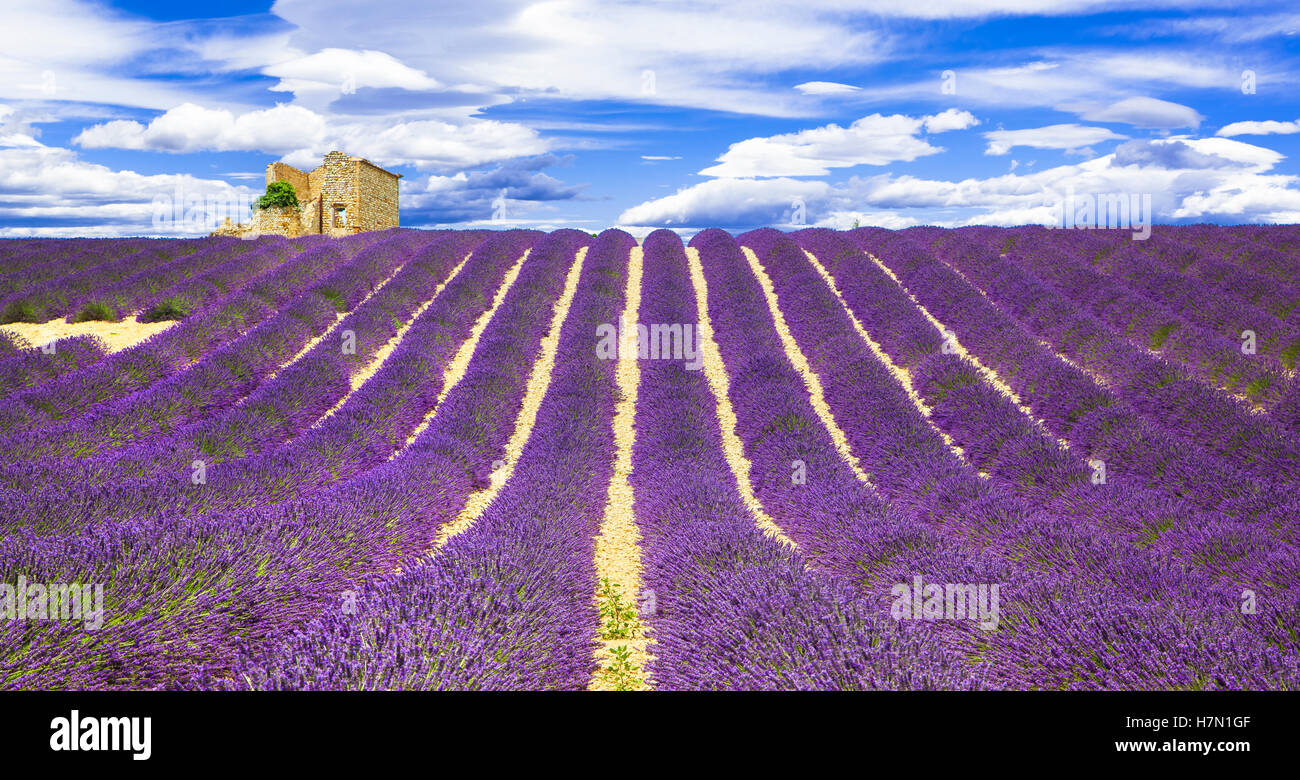 Beautiful blooming violet rows of lavande in Provence, France Stock ...
