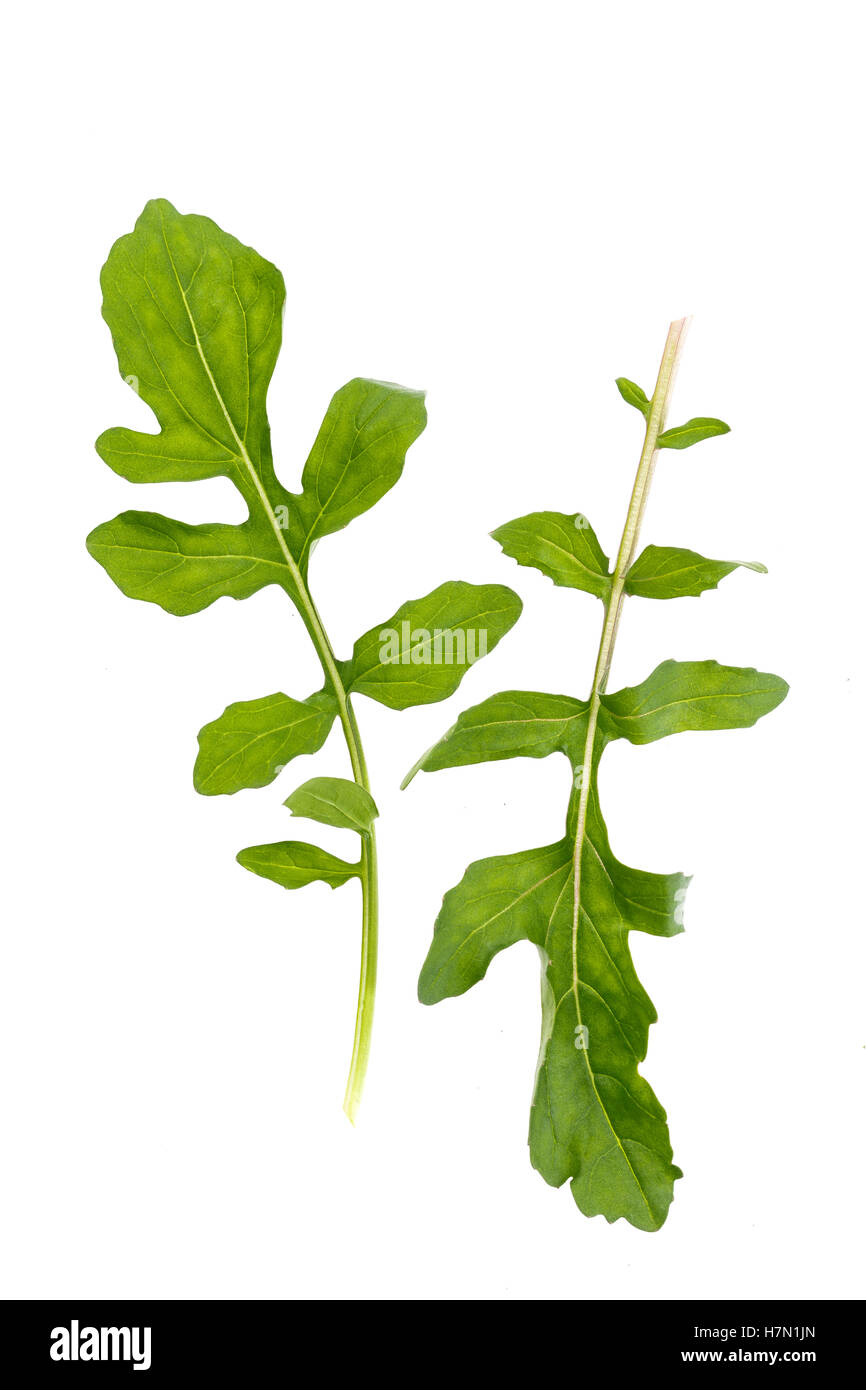 fresh arugula leaves on white background Stock Photo - Alamy
