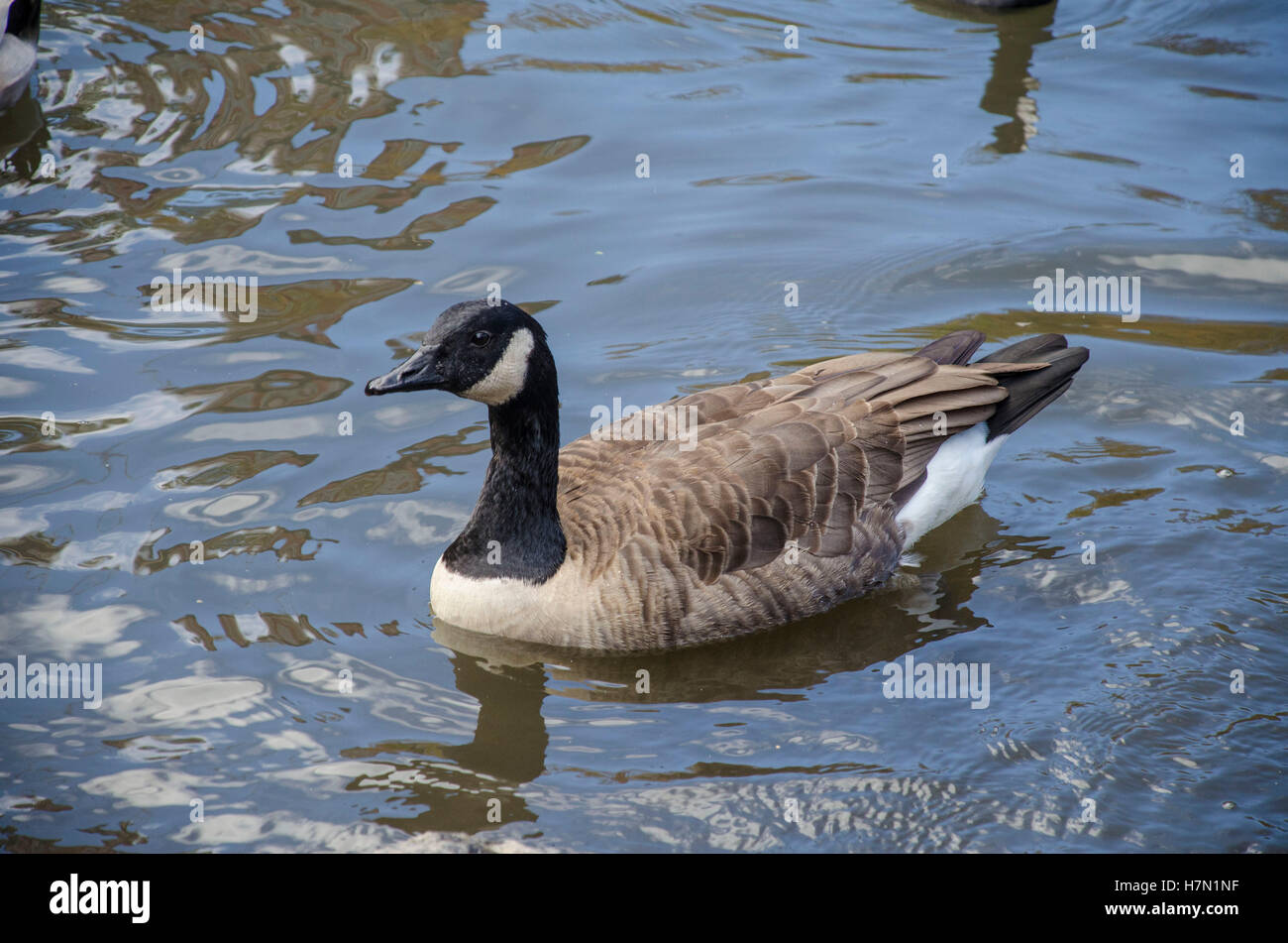 Goose in water hi-res stock photography and images - Alamy
