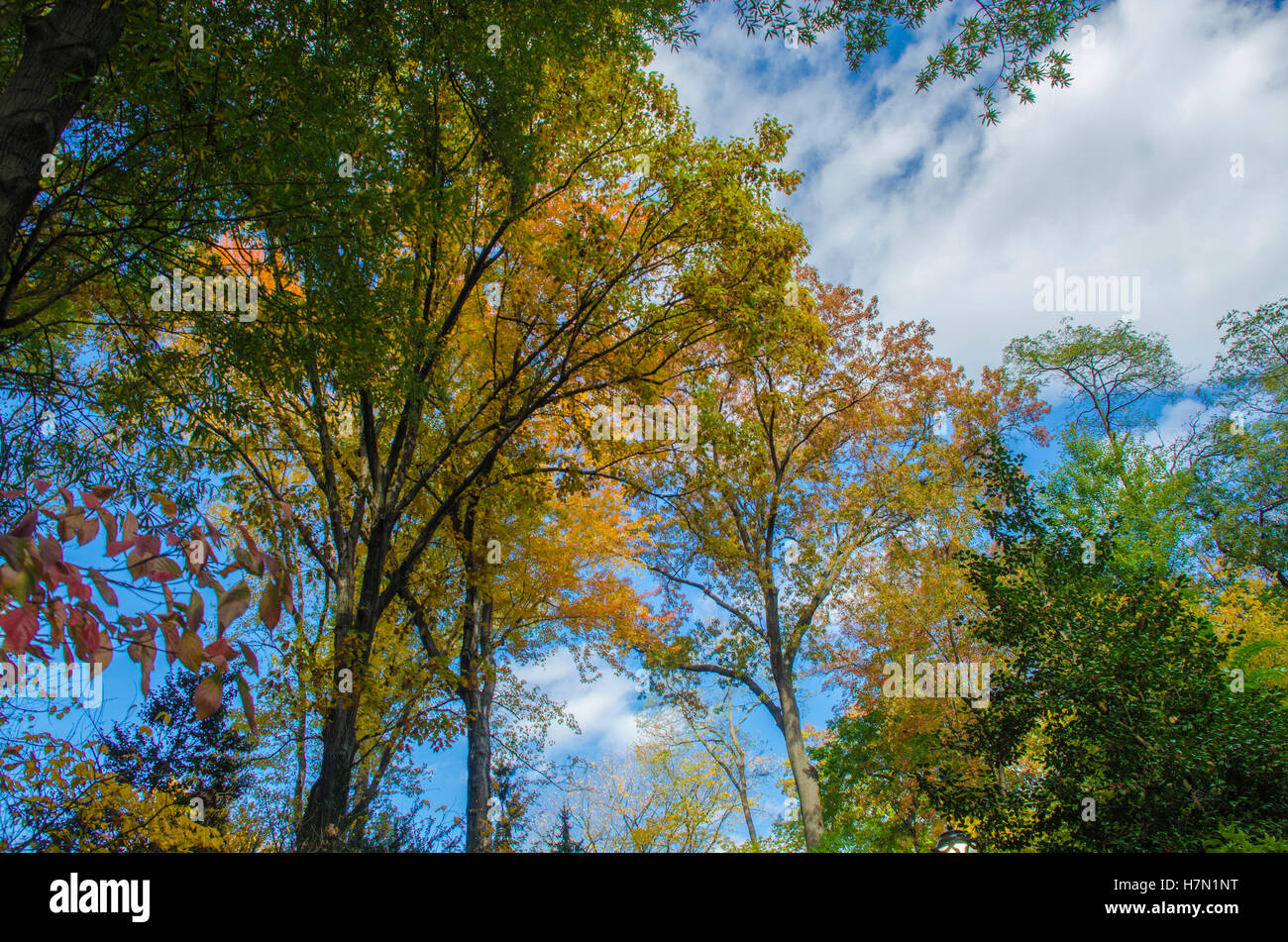 Fall trees and sky view Stock Photo - Alamy