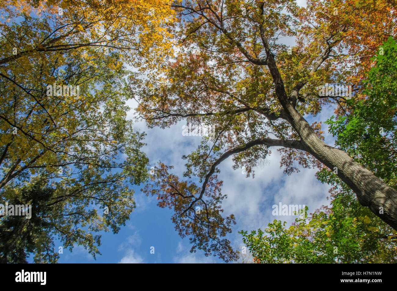 Looking up at the trees and sky Stock Photo - Alamy