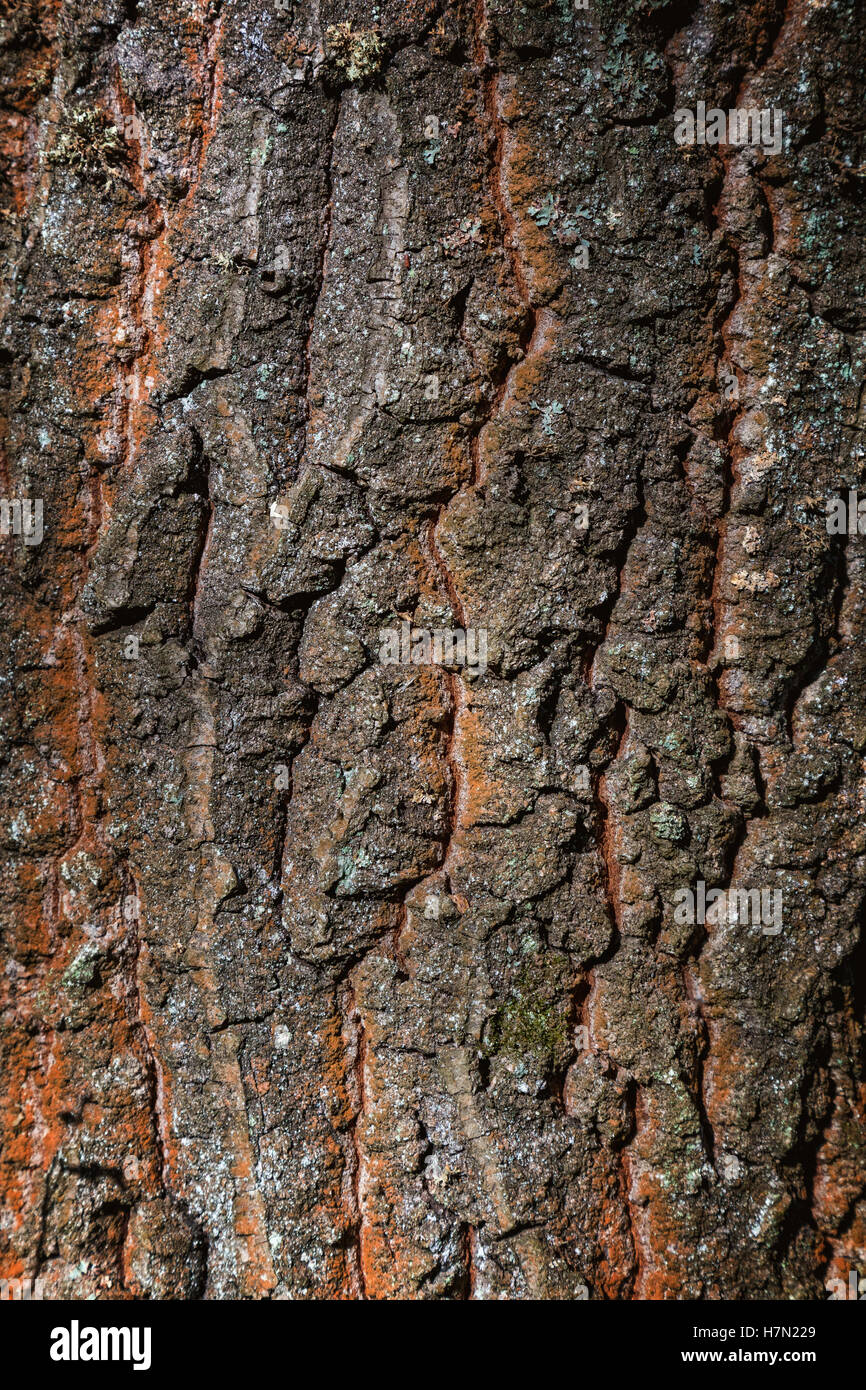 Old oak tree trunk close up (Quercus robur Stock Photo - Alamy