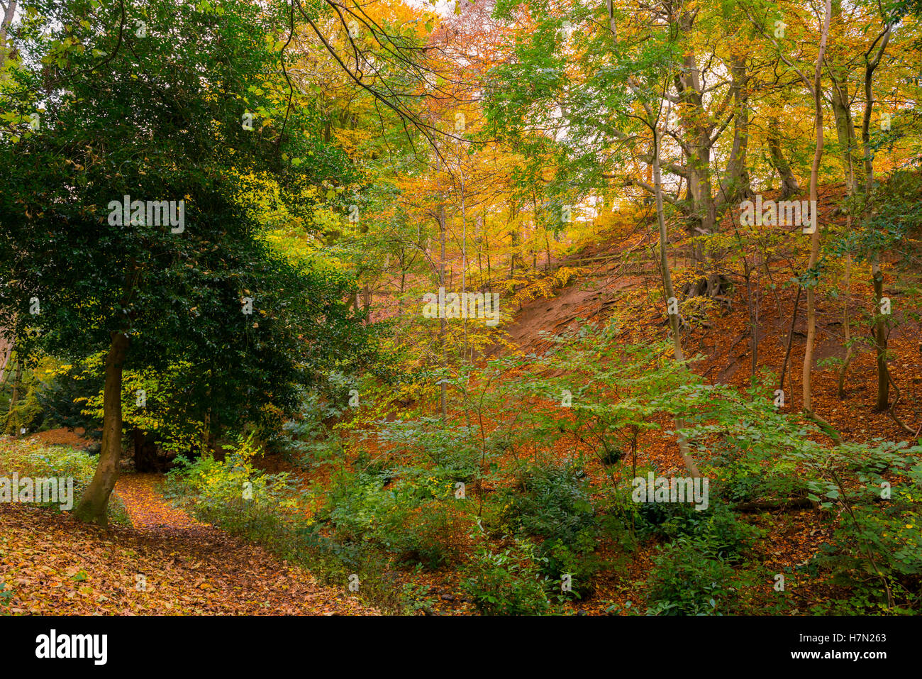 Autumn colour in Rectory Wood at Church Stretton, Shropshire, England ...