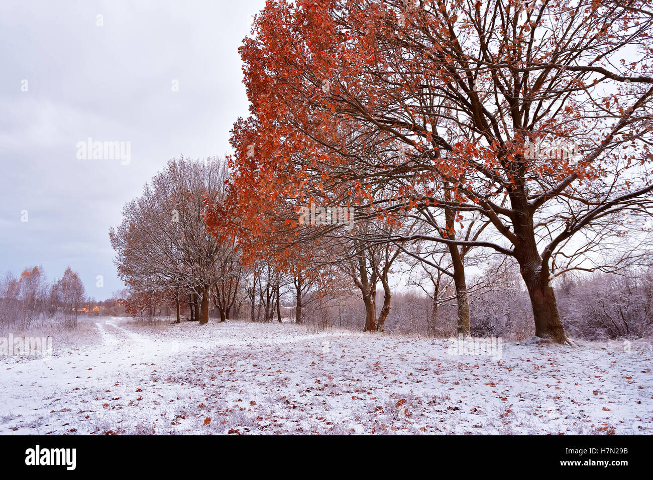 First snow in the autumn park. Fall colors on the trees. Belarus autumn ...