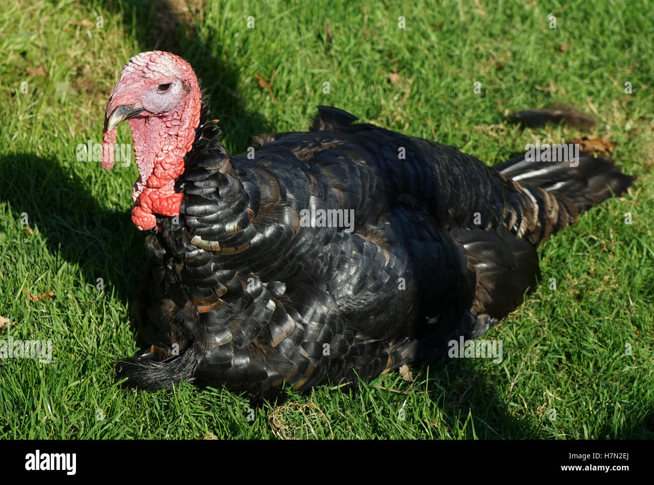 Turkey Breed High Resolution Stock Photography and Images - Alamy