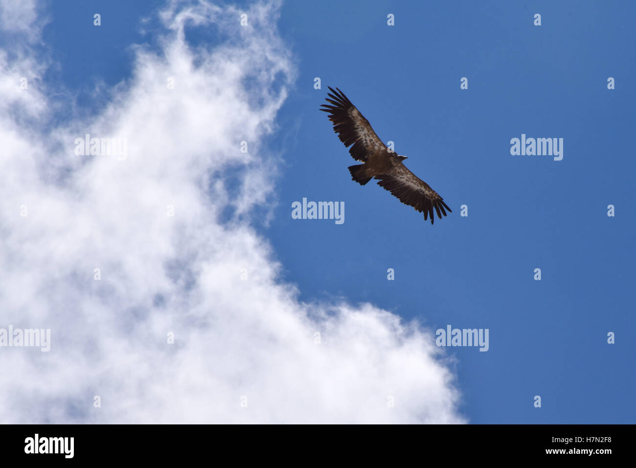 Vulture flying high in the sky hi-res stock photography and images - Alamy