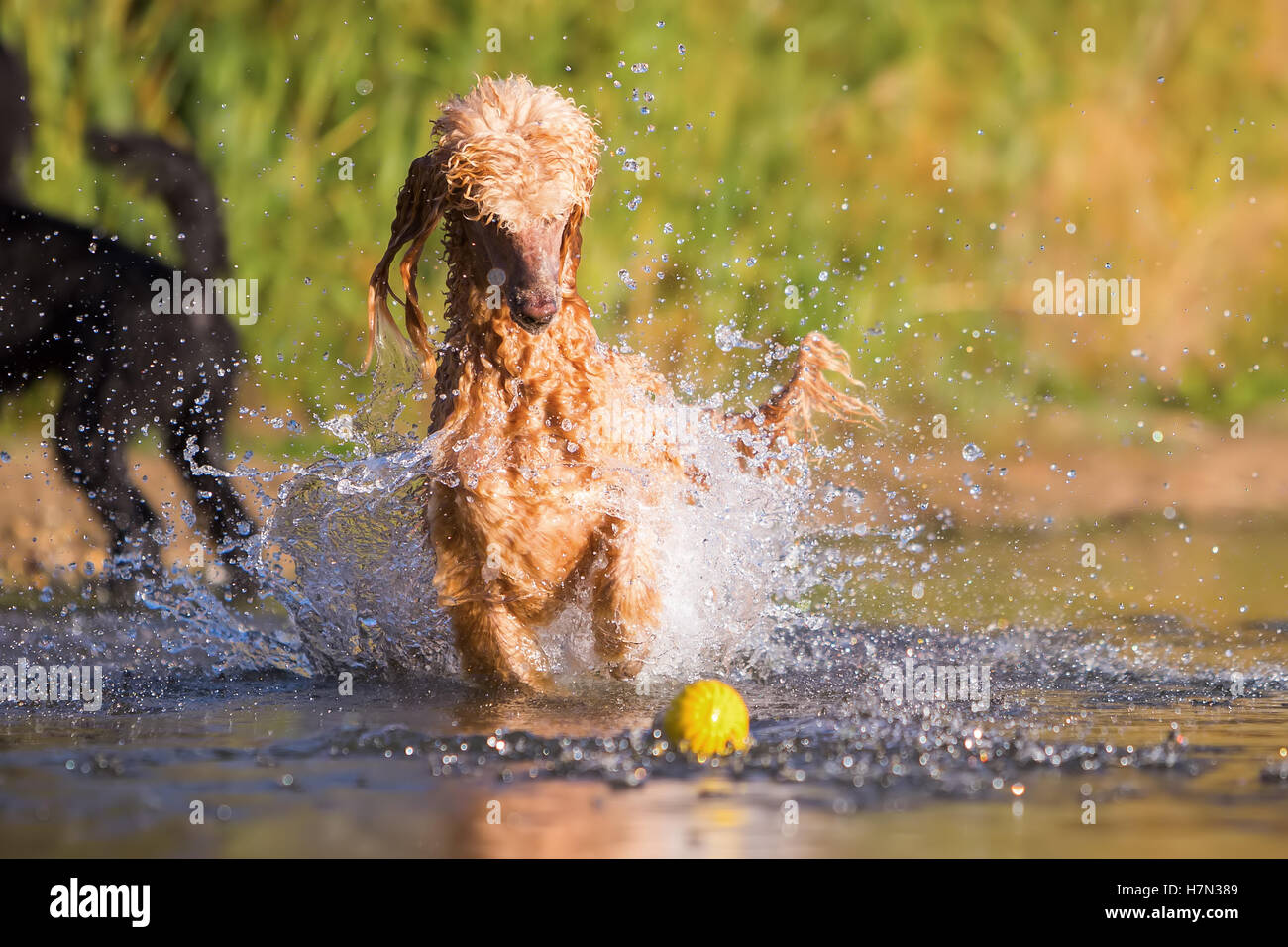 royal poodle jumping for a ball in a lake Stock Photo - Alamy
