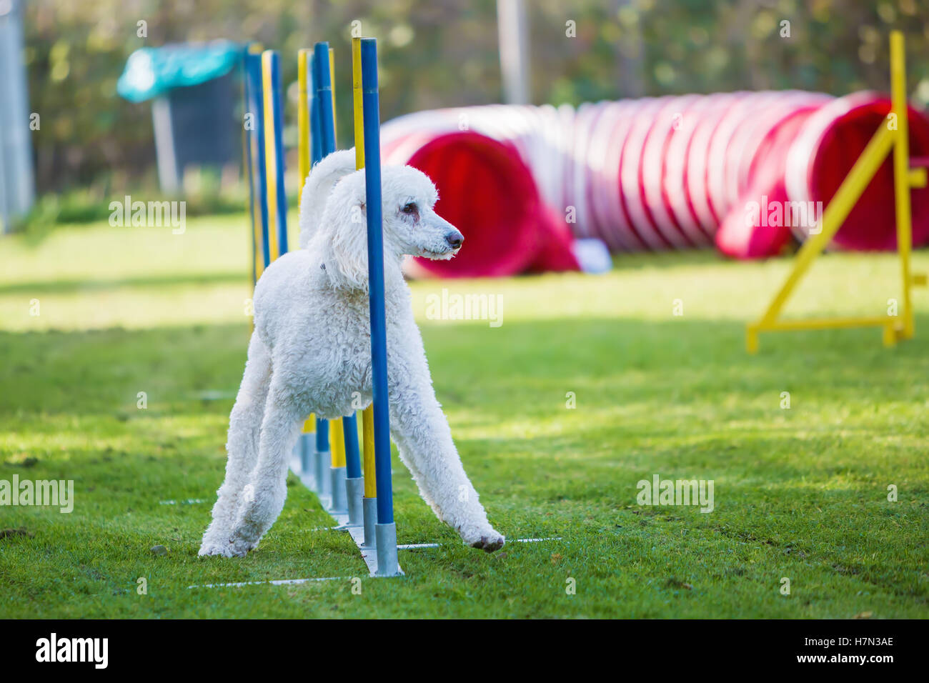 Giant white poodle hi-res stock photography and images - Alamy