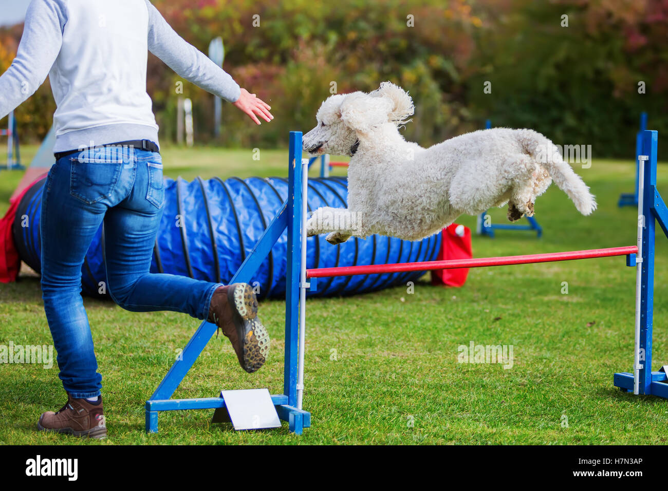 royal poodle jumps over a hurdle of an agility course Stock Photo - Alamy