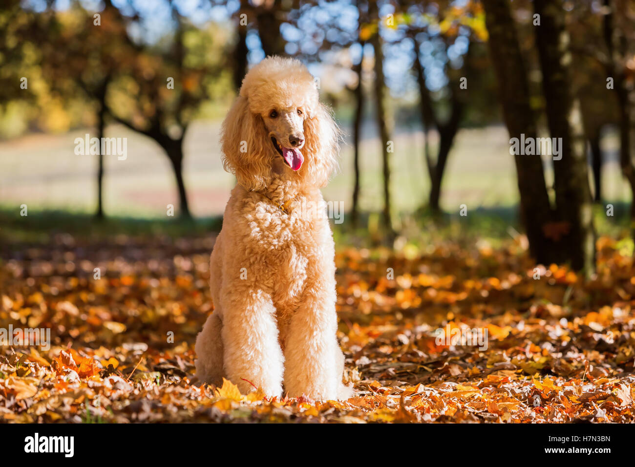 Royal poodle hi-res stock photography and images - Alamy