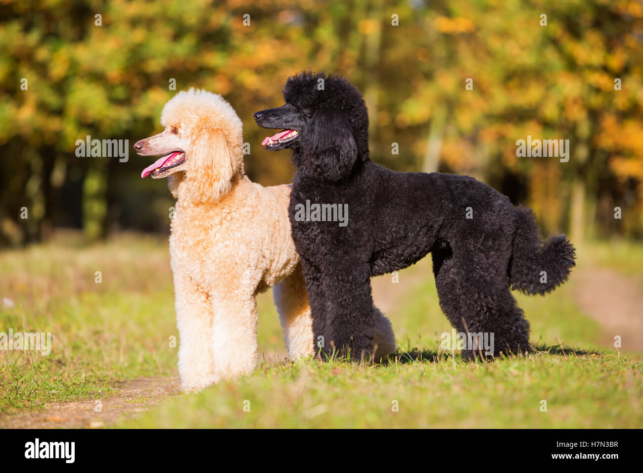 portrait of two royal poodles standing side by side in an autumnal ...