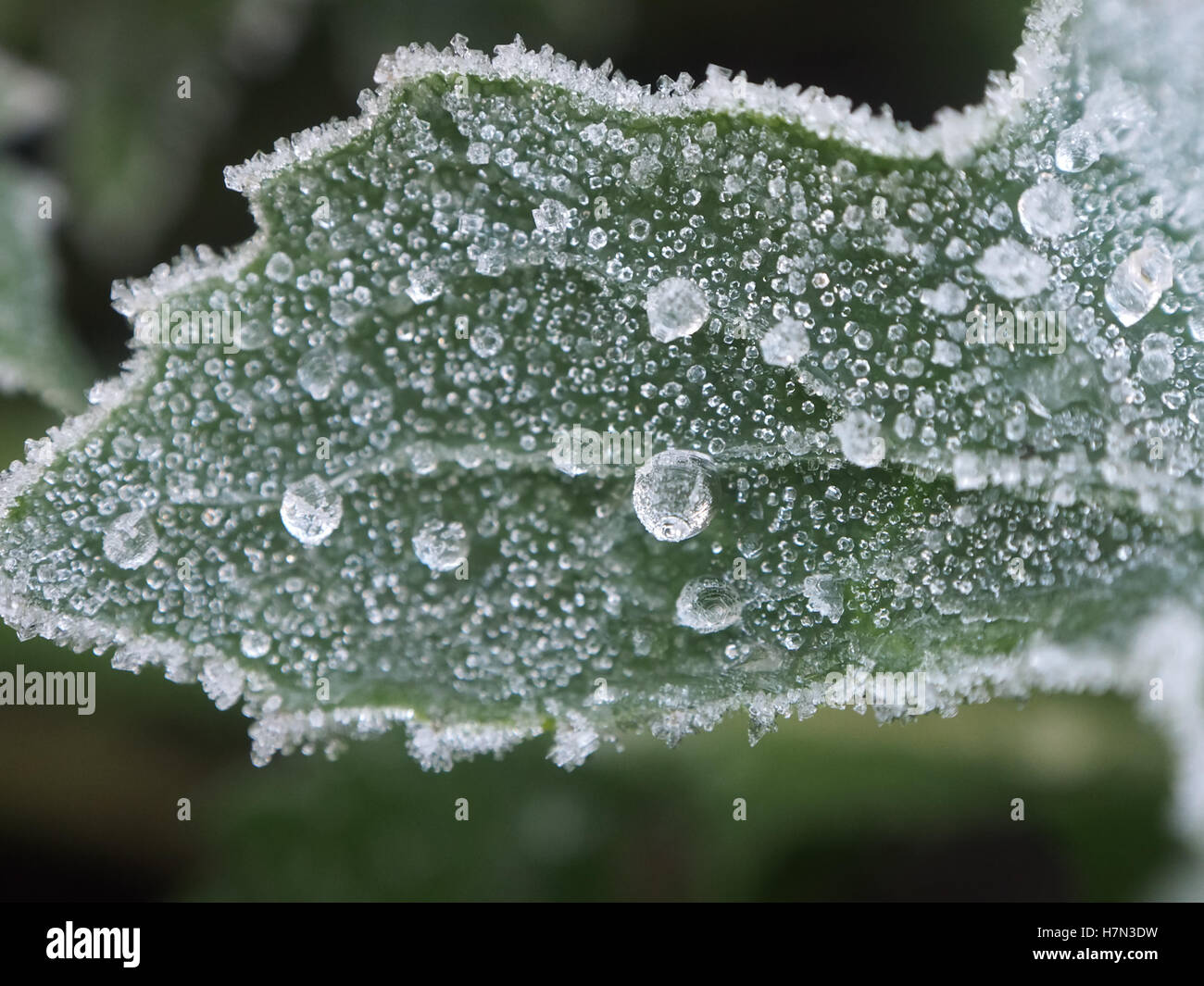 Frozen dew drops on a leaf in the early morning Stock Photo - Alamy