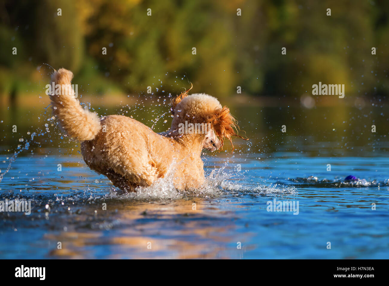 royal poodle jumping for a ball in a lake Stock Photo - Alamy