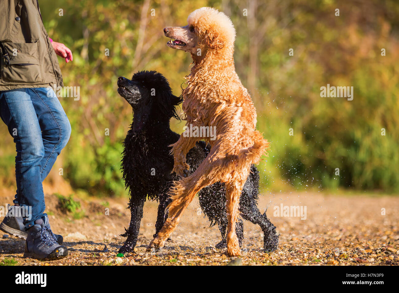 Giant poodles hi-res stock photography and images - Alamy