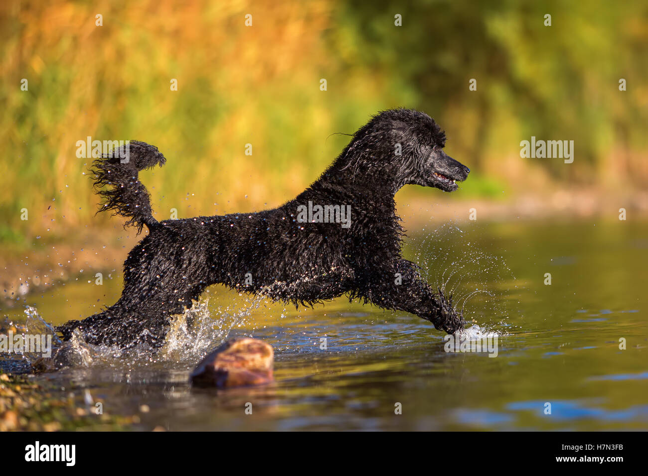 Can Poodles Swim In Cold Water