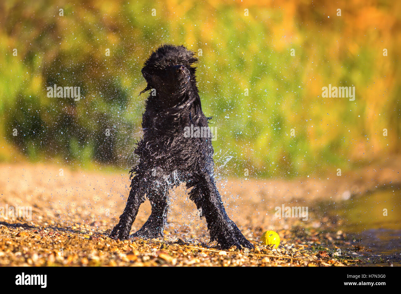 wet royal poodle shaking the fur after running in a lake Stock Photo ...