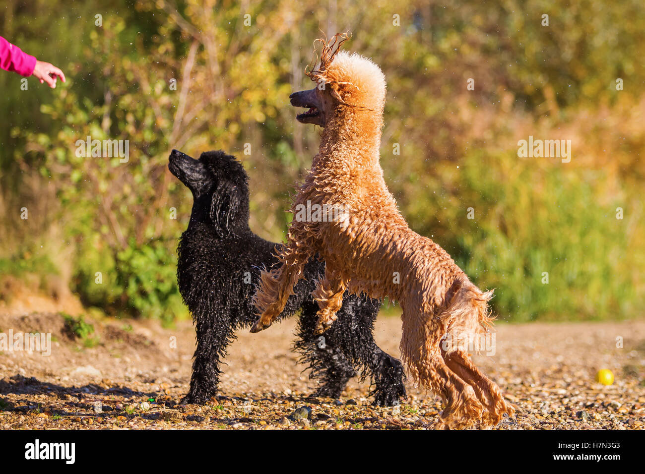 two wet royal poodles waiting that a woman throws a ball in the lake ...