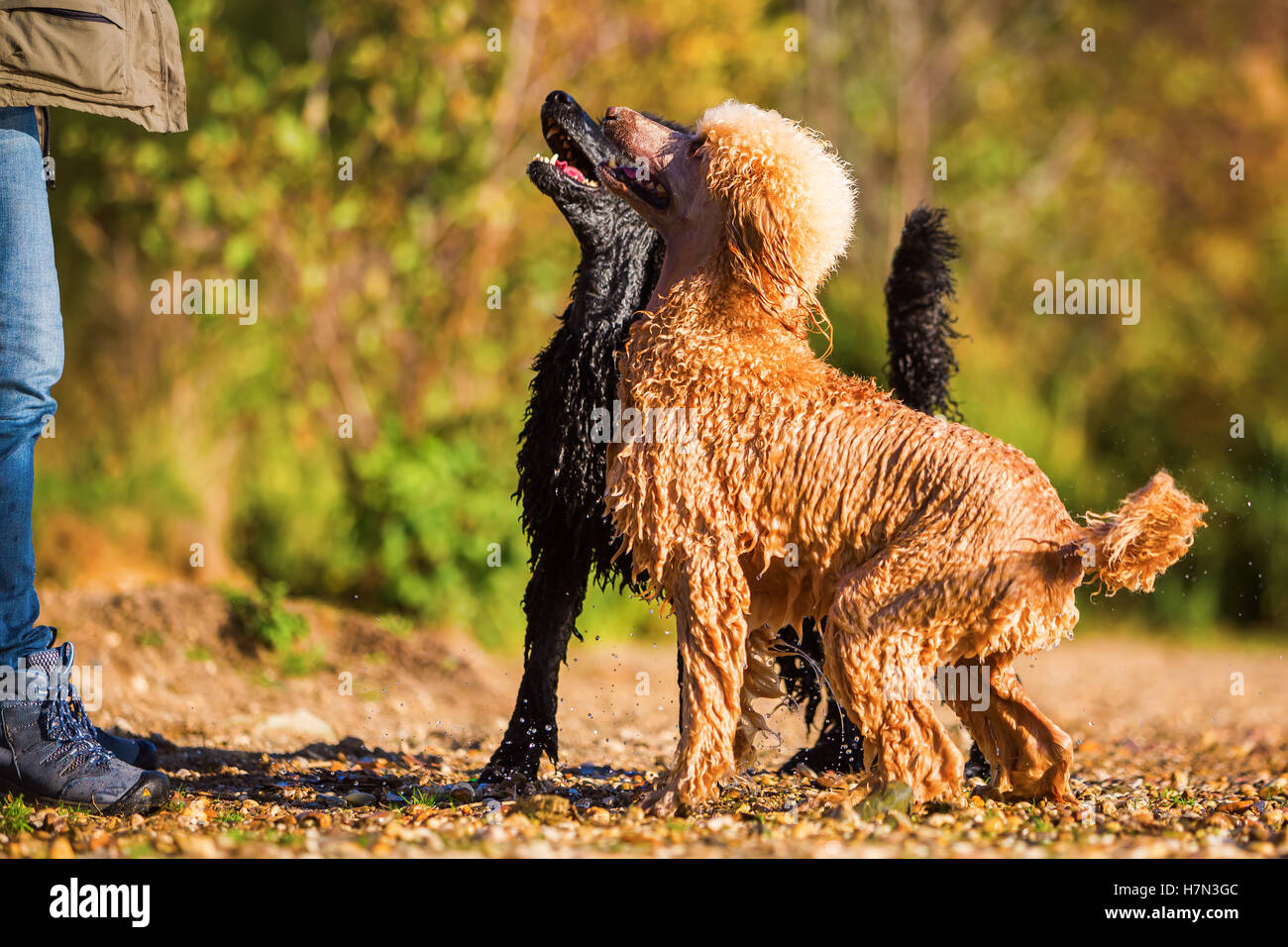 two wet royal poodles waiting that a woman throws a ball in the lake ...