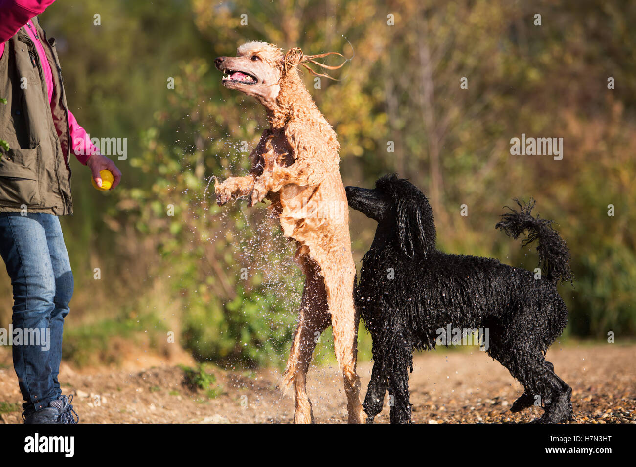 Giant poodle hi-res stock photography and images - Alamy