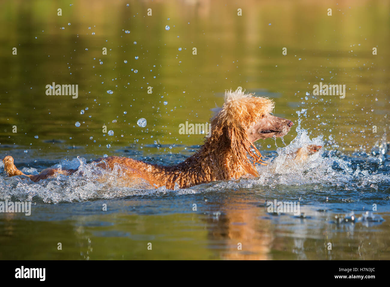 royal poodle having fun by swimming in a lake Stock Photo - Alamy