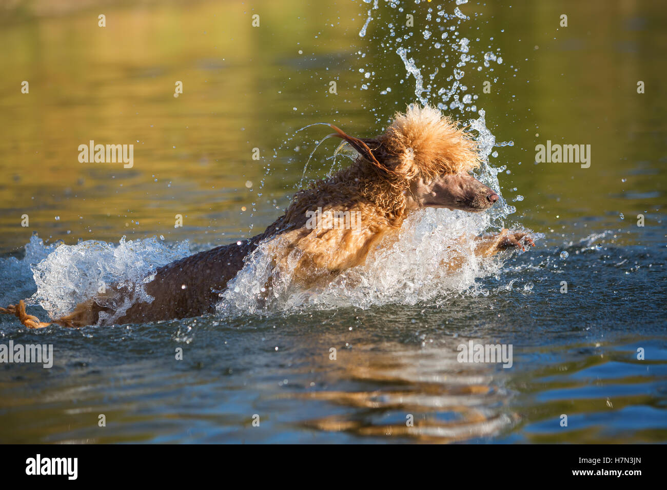 royal poodle having fun by swimming in a lake Stock Photo - Alamy