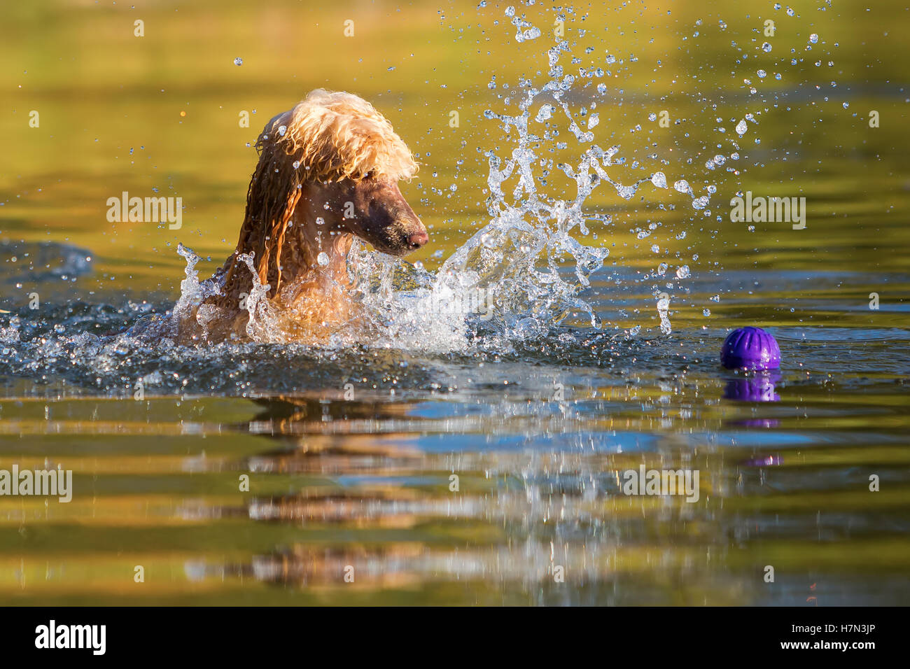 royal poodle having fun by swimming in a lake Stock Photo - Alamy