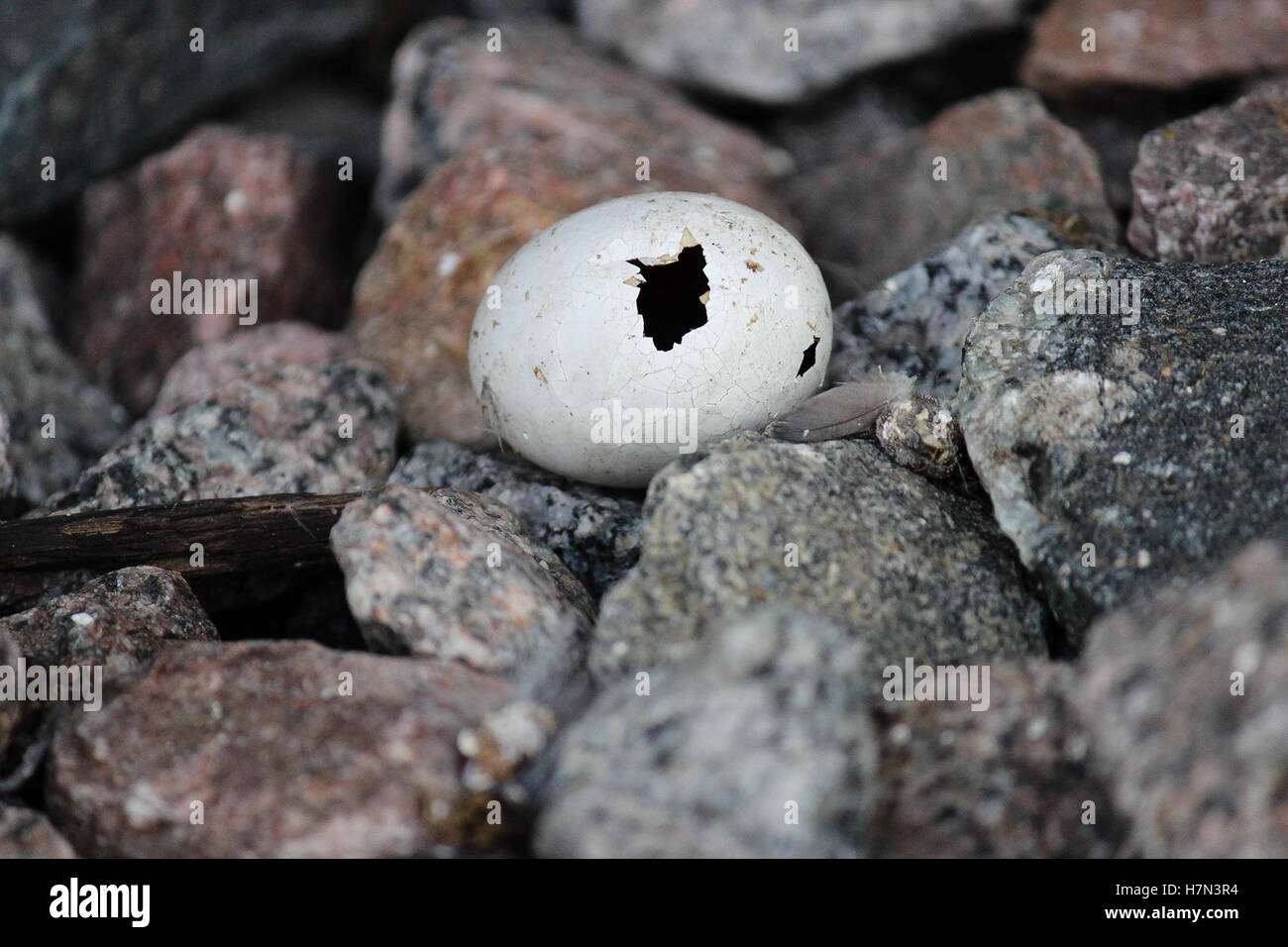 Egg laying birds hi-res stock photography and images - Alamy