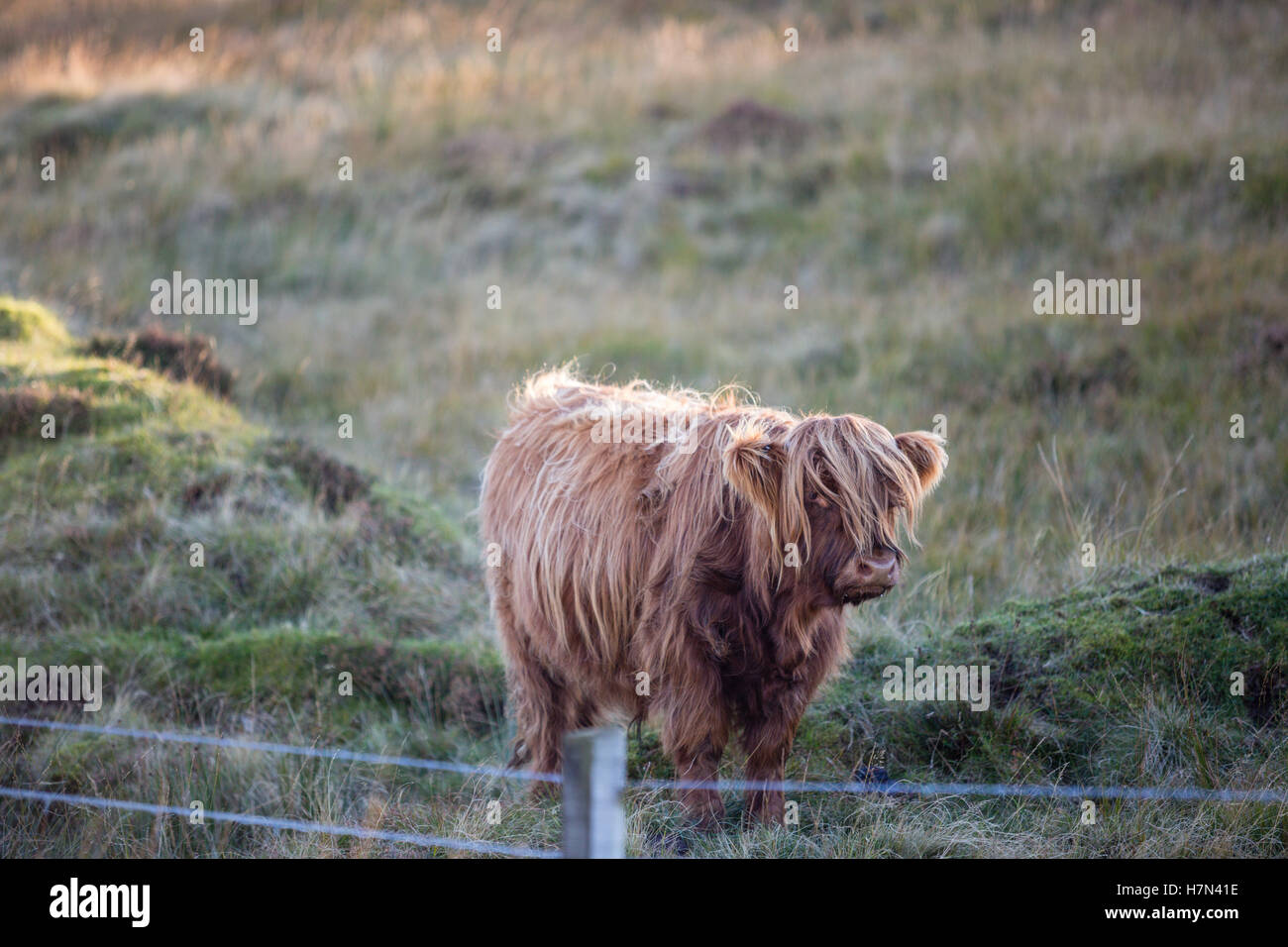 Highland Cattle, Isle of Skye, Scotland Stock Photo - Alamy