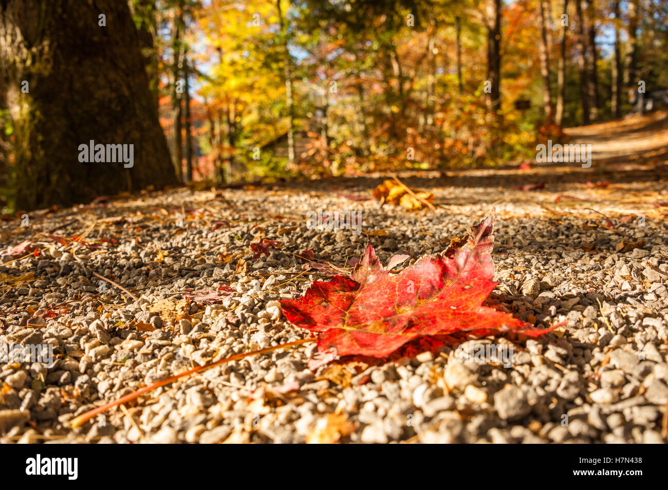Red maple leaf on a lakeside trail around Lake Trahlyta in North ...