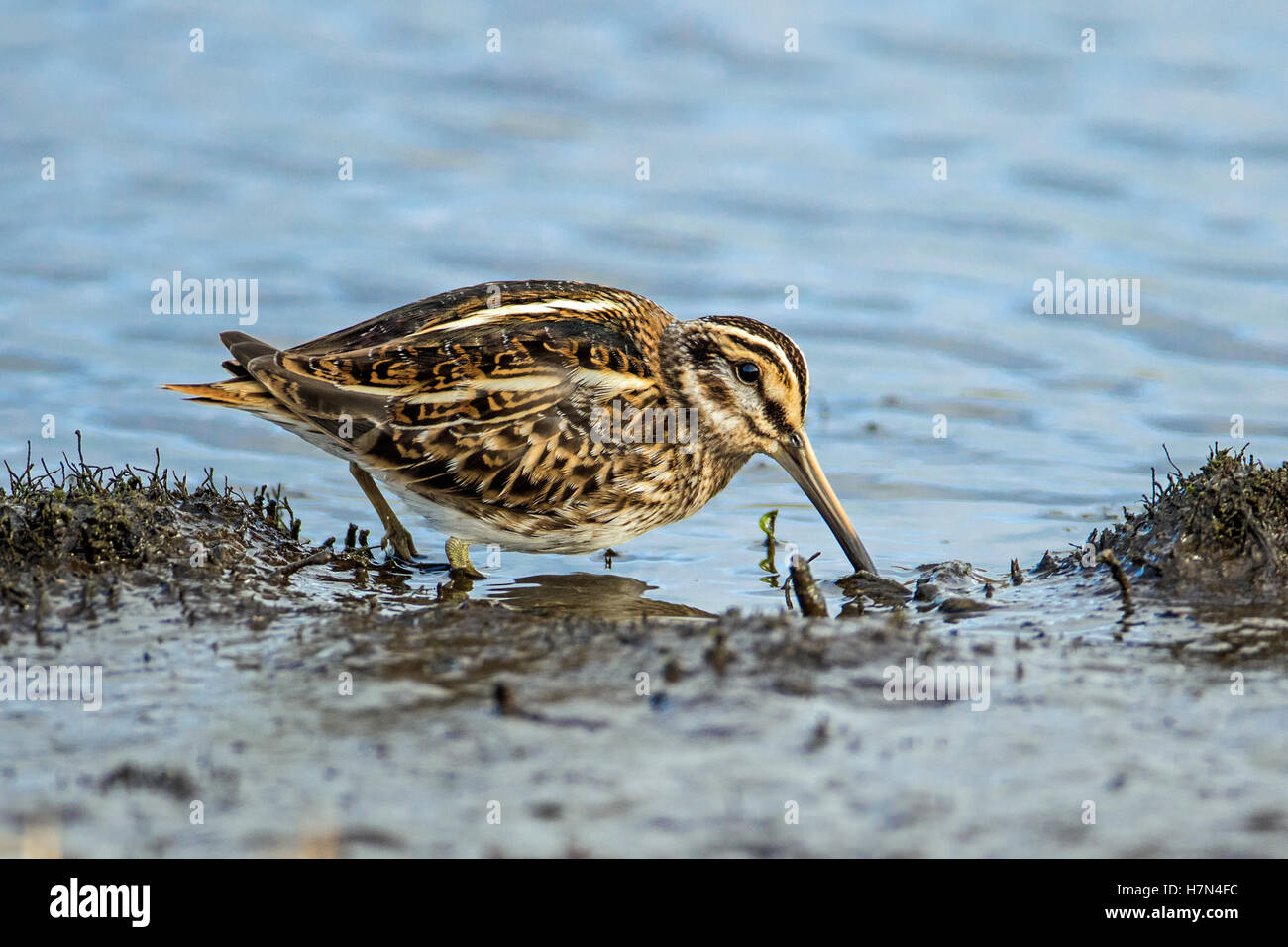 Jack snipe bird hi-res stock photography and images - Alamy