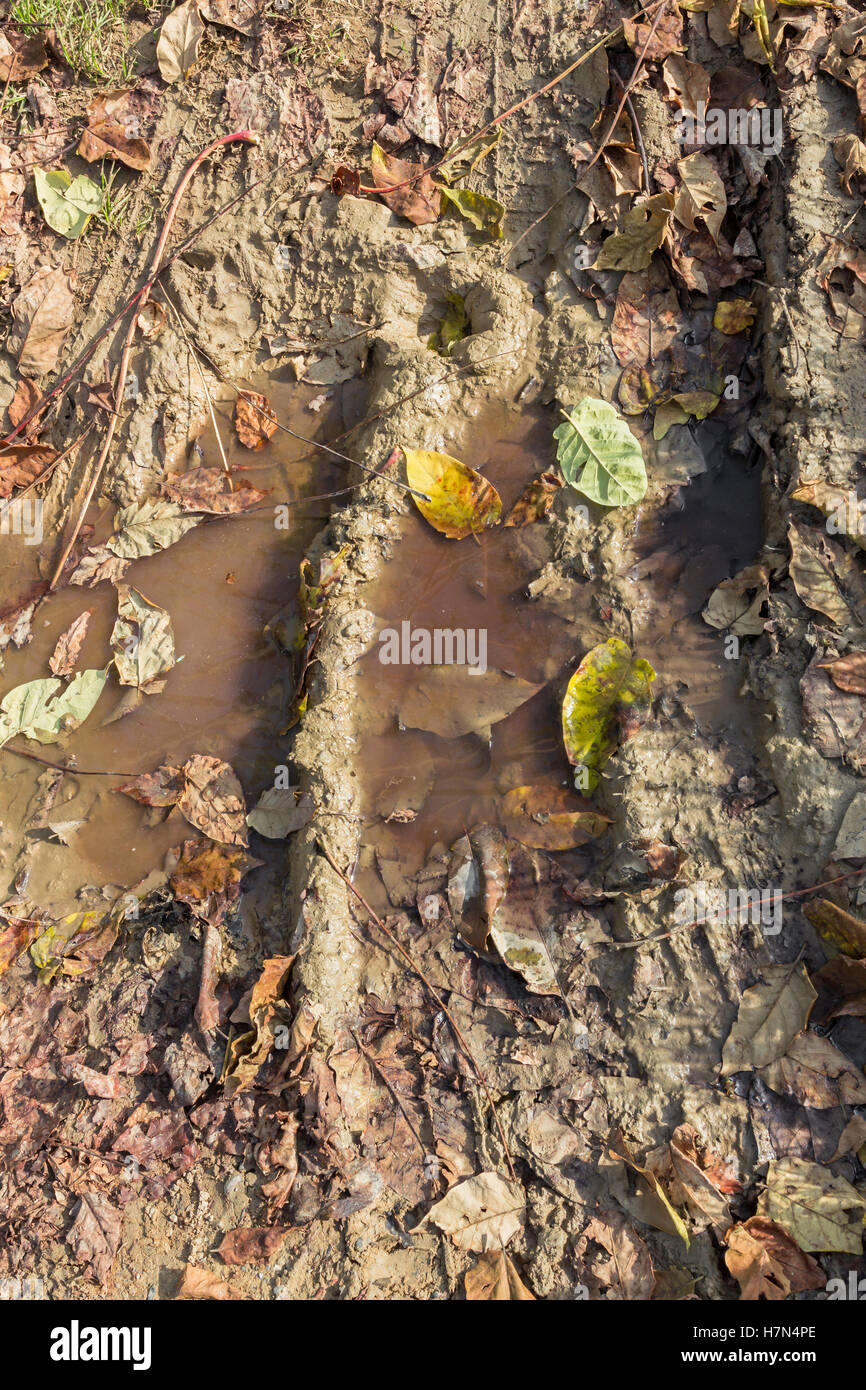 Puddle of mud with tire track texture and fallen leaves Stock Photo - Alamy