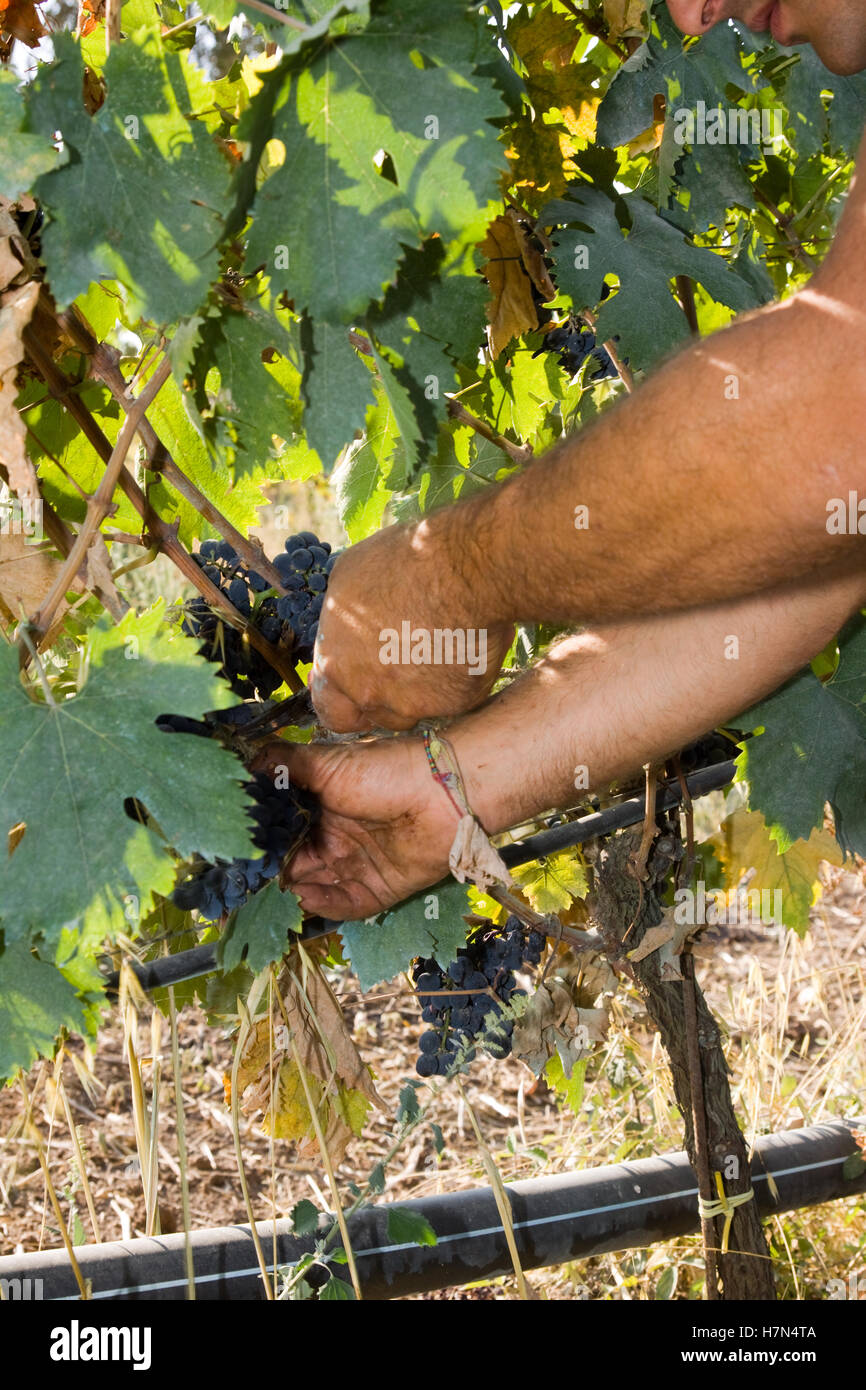 farmer cutting the grapes Stock Photo - Alamy