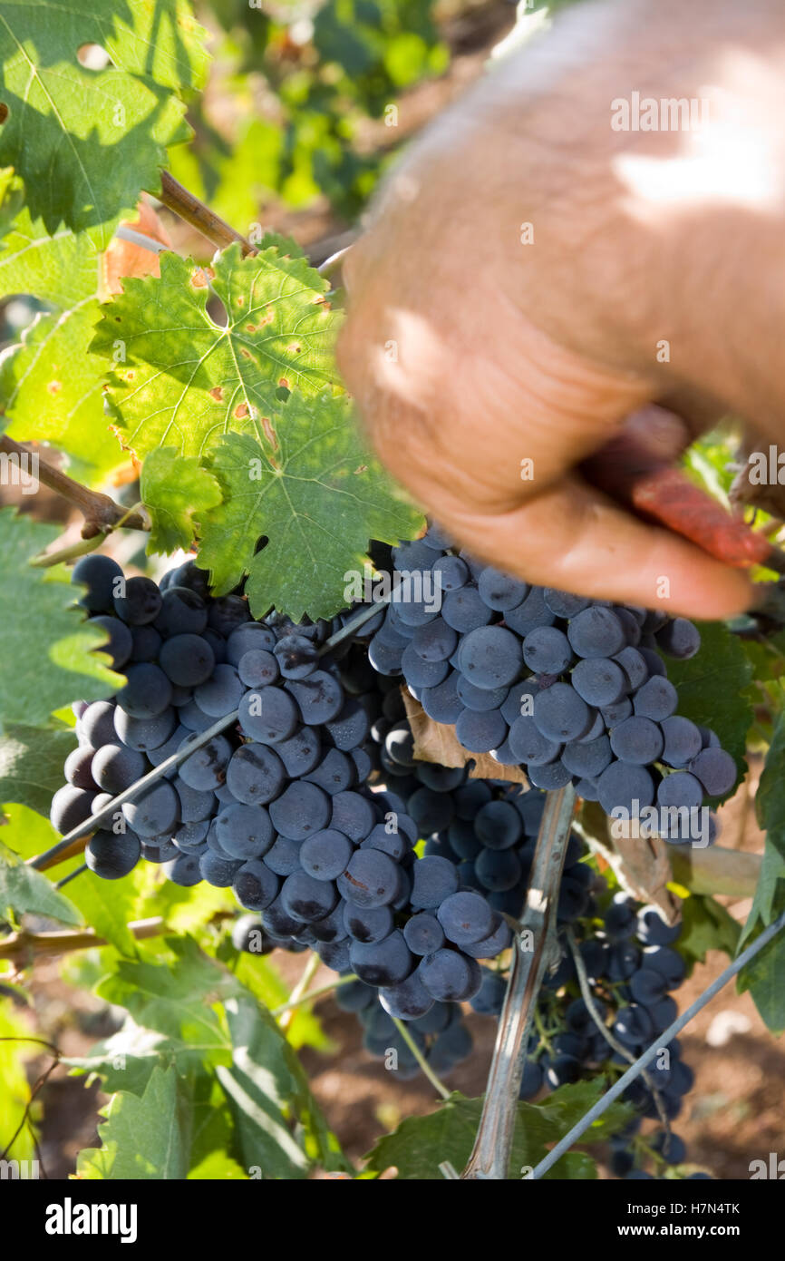 cutting the grapes during the harvesting time Stock Photo - Alamy