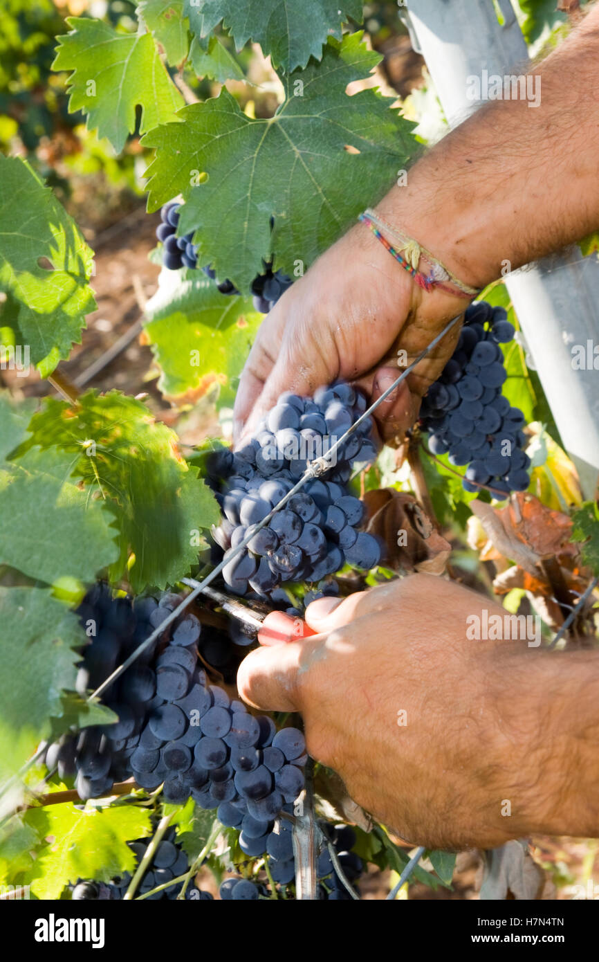 cutting the grapes during the harvesting time Stock Photo - Alamy