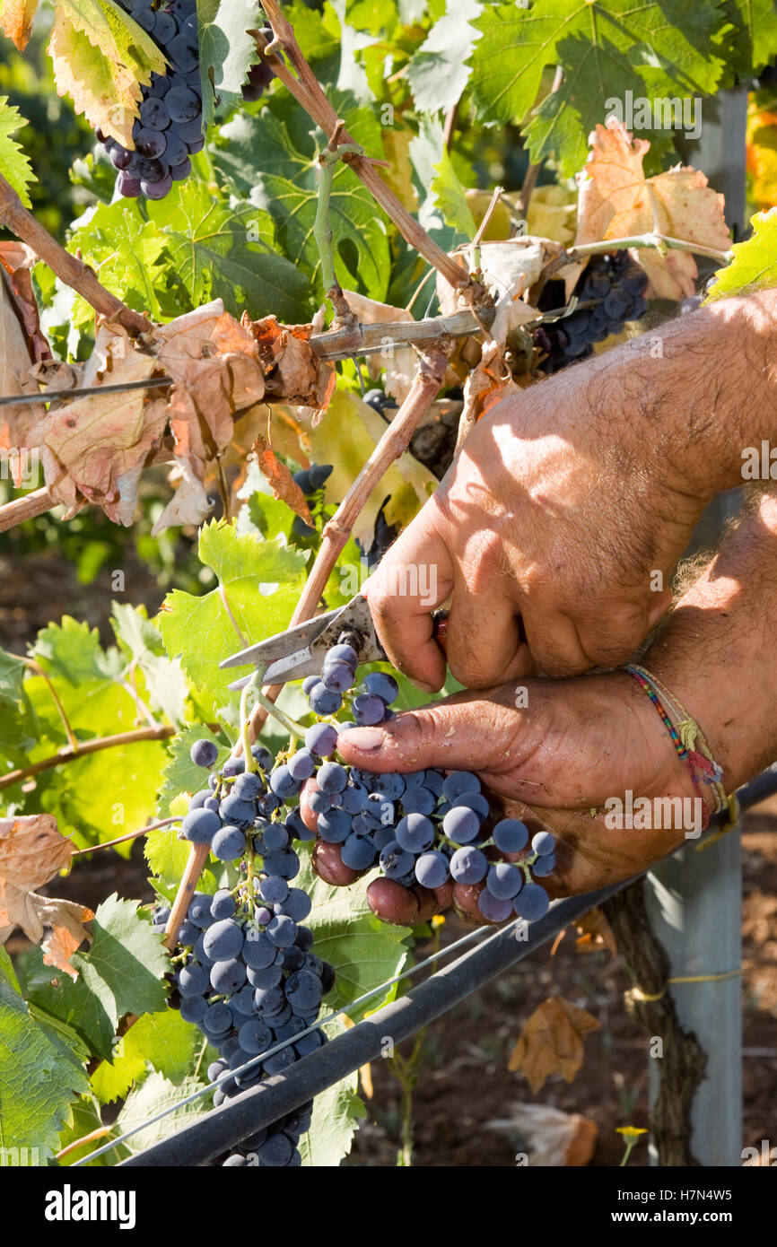 cutting the grapes during the harvesting time Stock Photo - Alamy