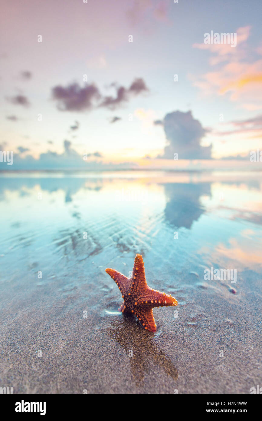 Starfish on sea beach at sunset, Bali, Seminyak, Double six beach Stock ...