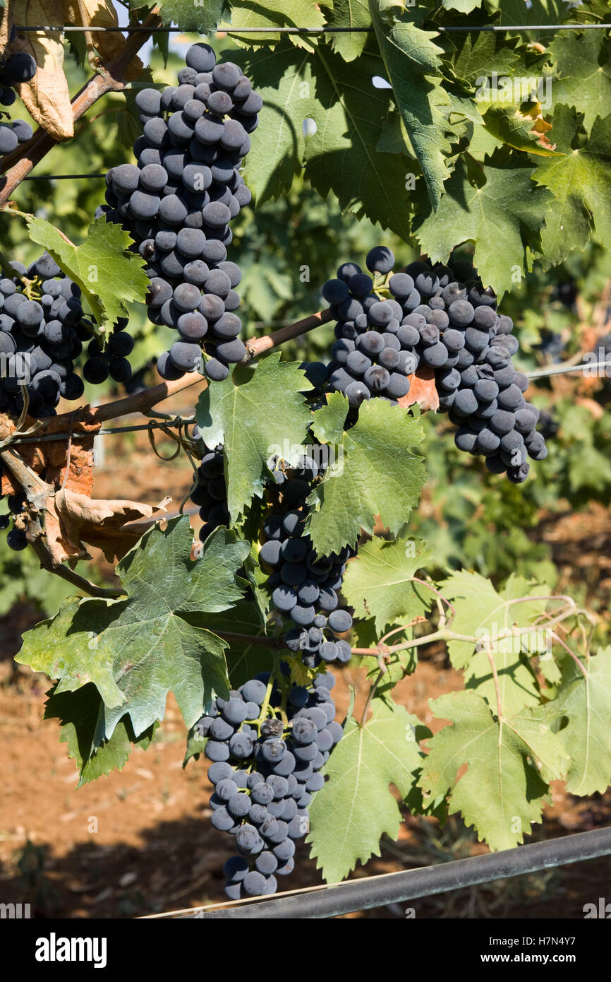 cutting the grapes during the harvesting time Stock Photo - Alamy