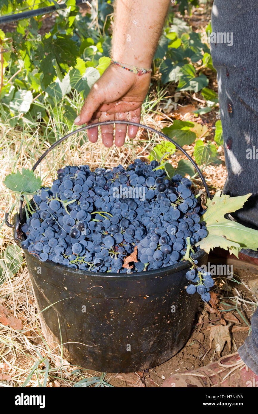cutting the grapes during the harvesting time Stock Photo - Alamy