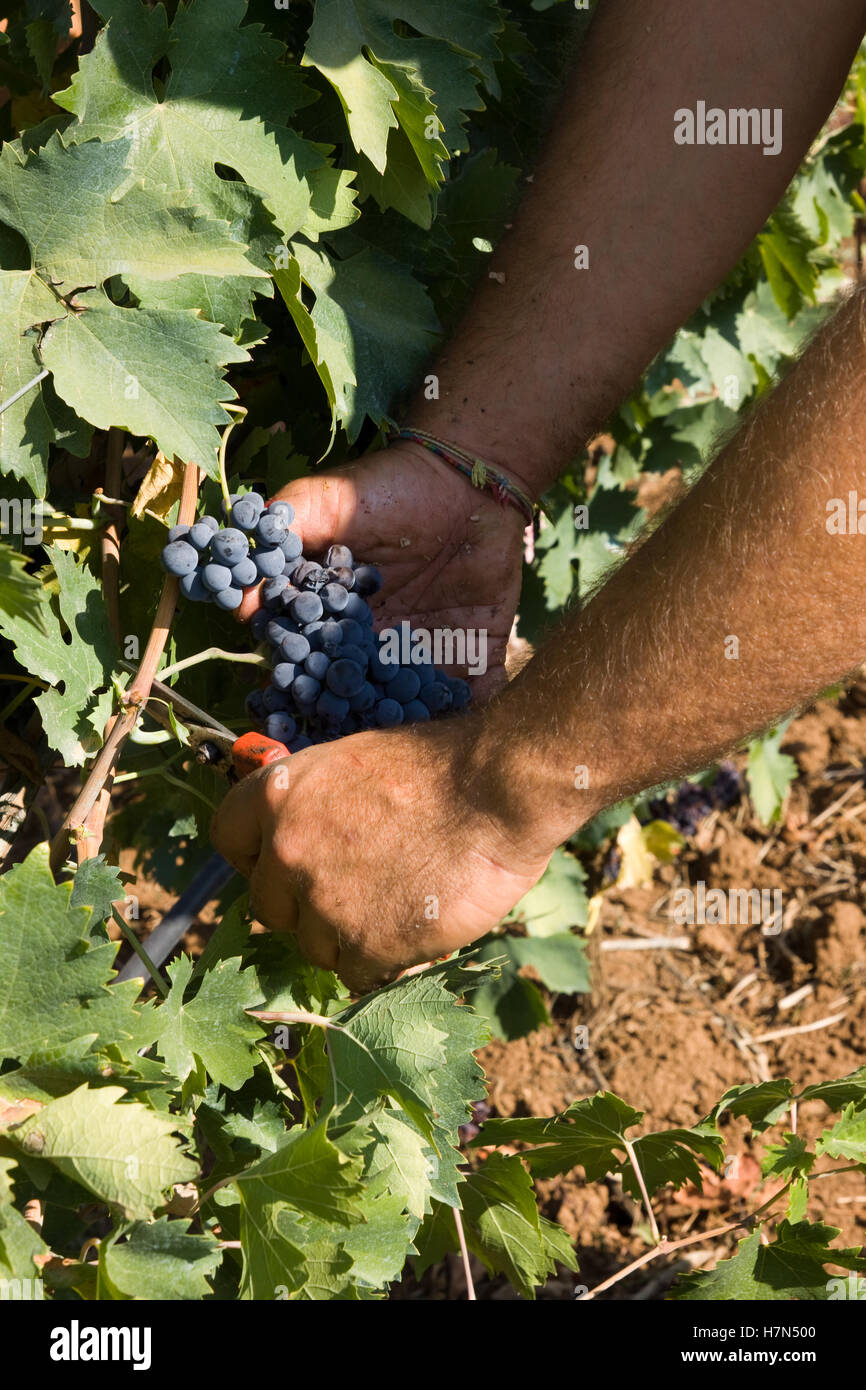 cutting the grapes during the harvesting time Stock Photo - Alamy