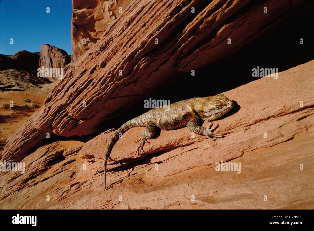 Desert Spiny Lizard (Sceloporus magister) sunning on rock, Monument ...