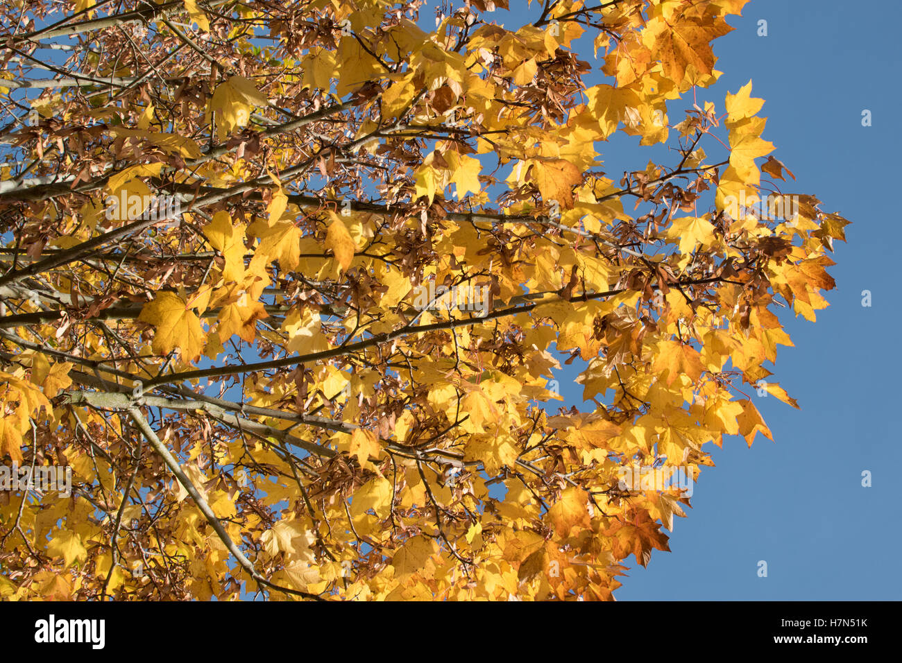 Chestnut Tree in Autumn Stock Photo - Alamy