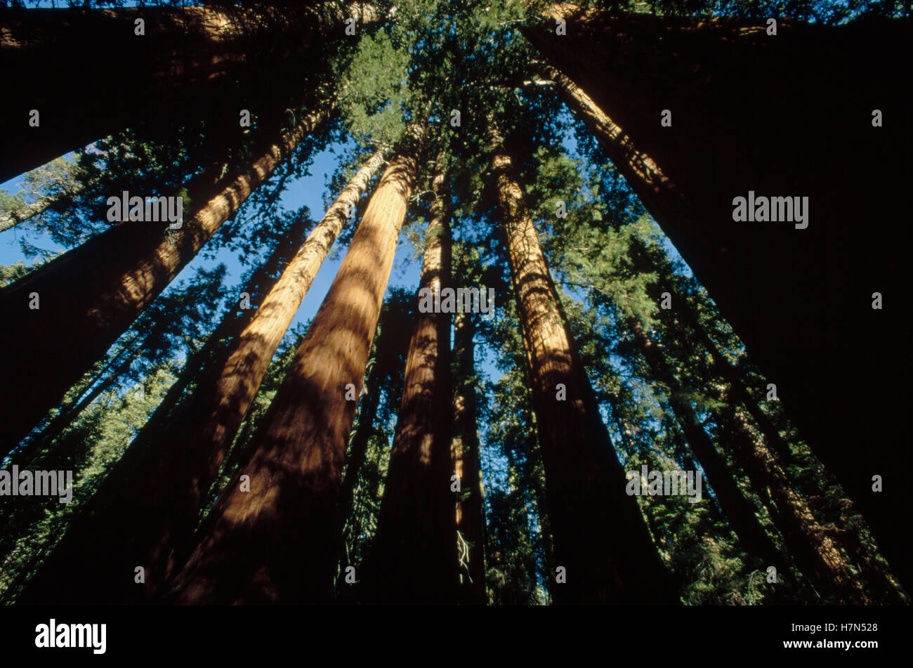 Giant Sequoia (Sequoiadendron giganteum) forest, King's Canyon National ...