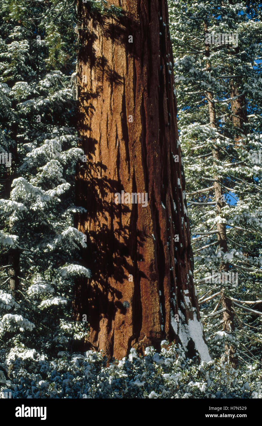 Giant Sequoia (Sequoiadendron giganteum) trunk, King's Canyon National Park, California Stock ...